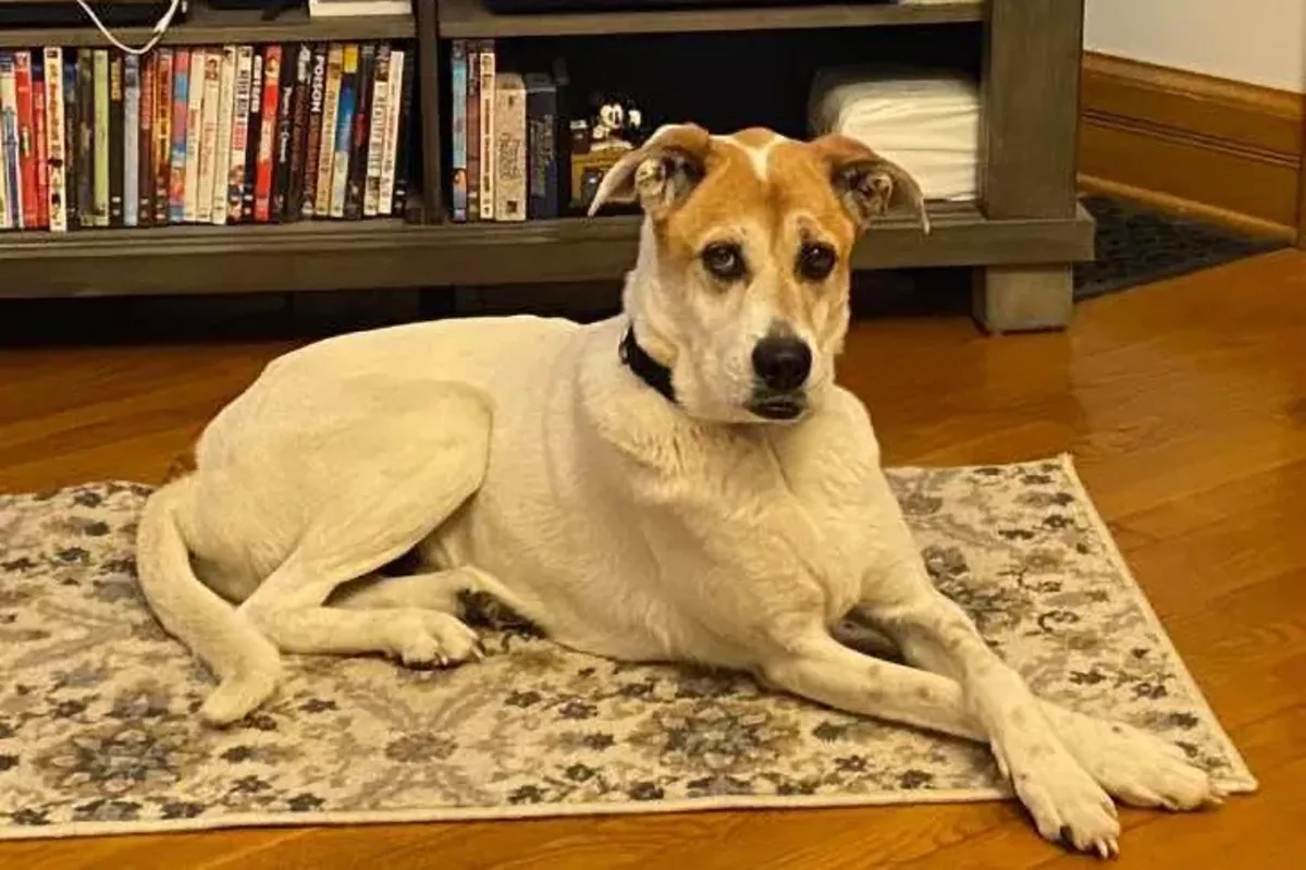 25 Adoptable Dogs You Could Take Home Today From Cincinnati Animal CARE ...