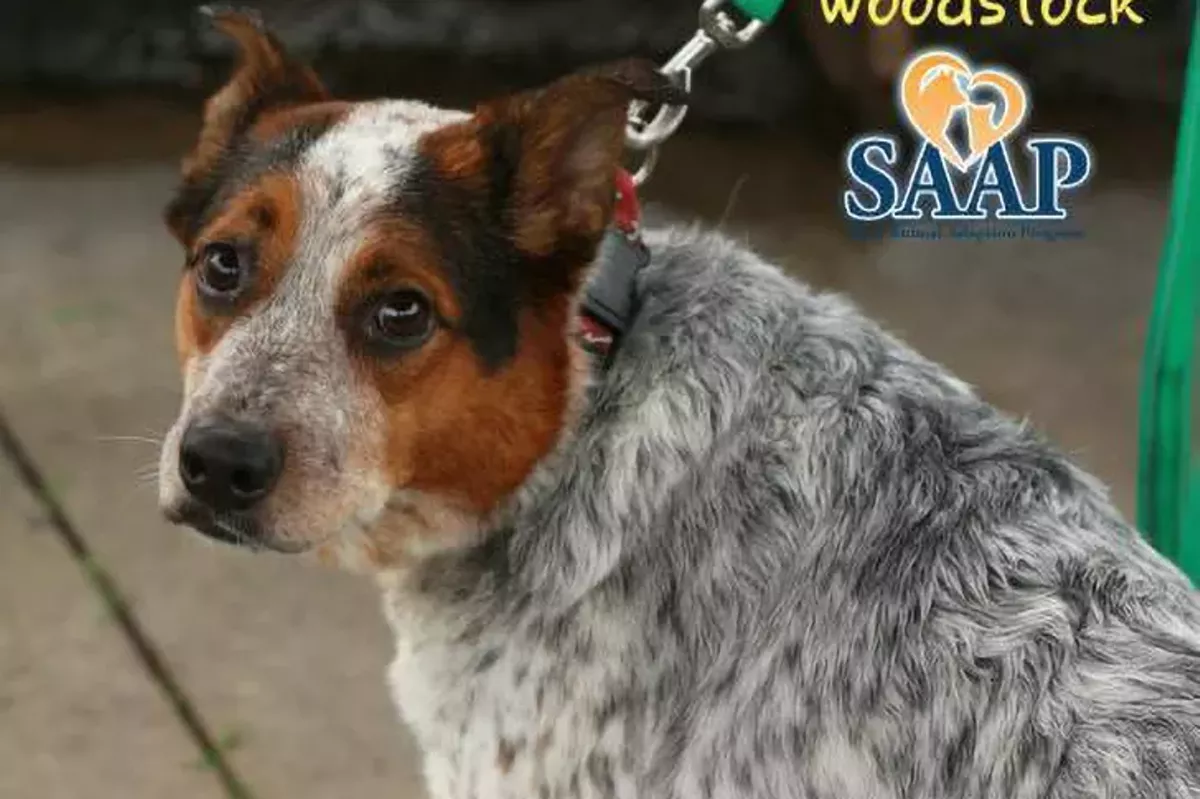 25 Very Cute and Very Adoptable Dogs and Cats to Help Calm Your Nerves ...