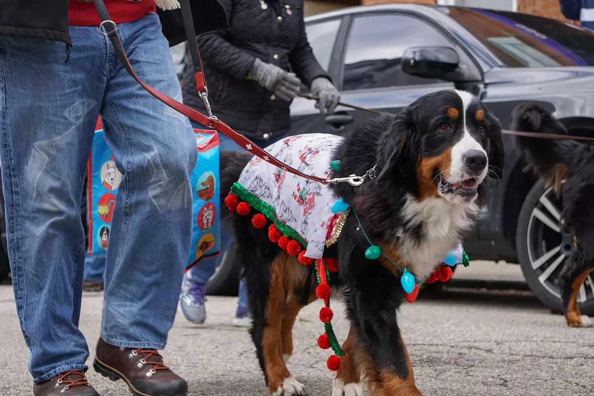 All the Adorable Costumed Dogs We Saw at The 32nd-Annual Mt. Adams ...