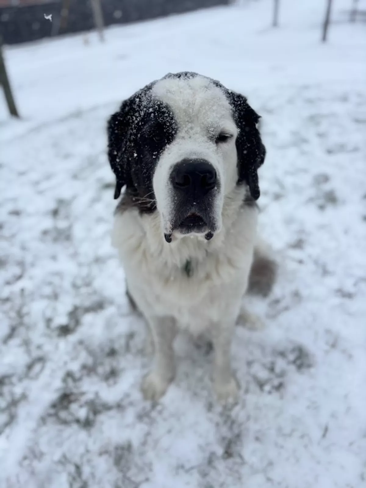 Photos: Greater Cincinnati's Near-Record-Breaking Snow Day